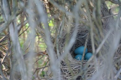 Winnie Palmer Nature Reserve – Westmoreland Heritage