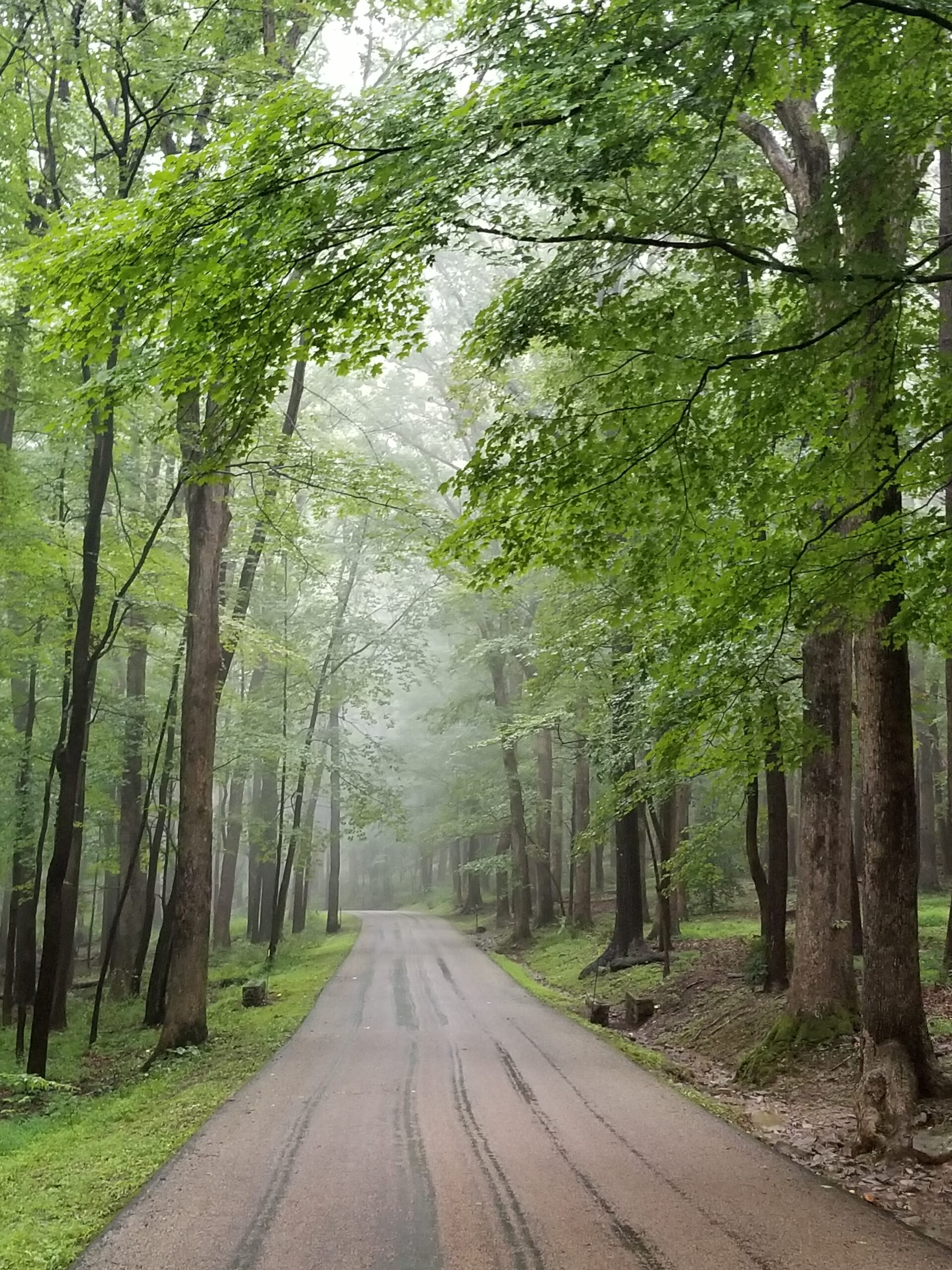 Tree ID Workshop at Penguin Court – Westmoreland Heritage